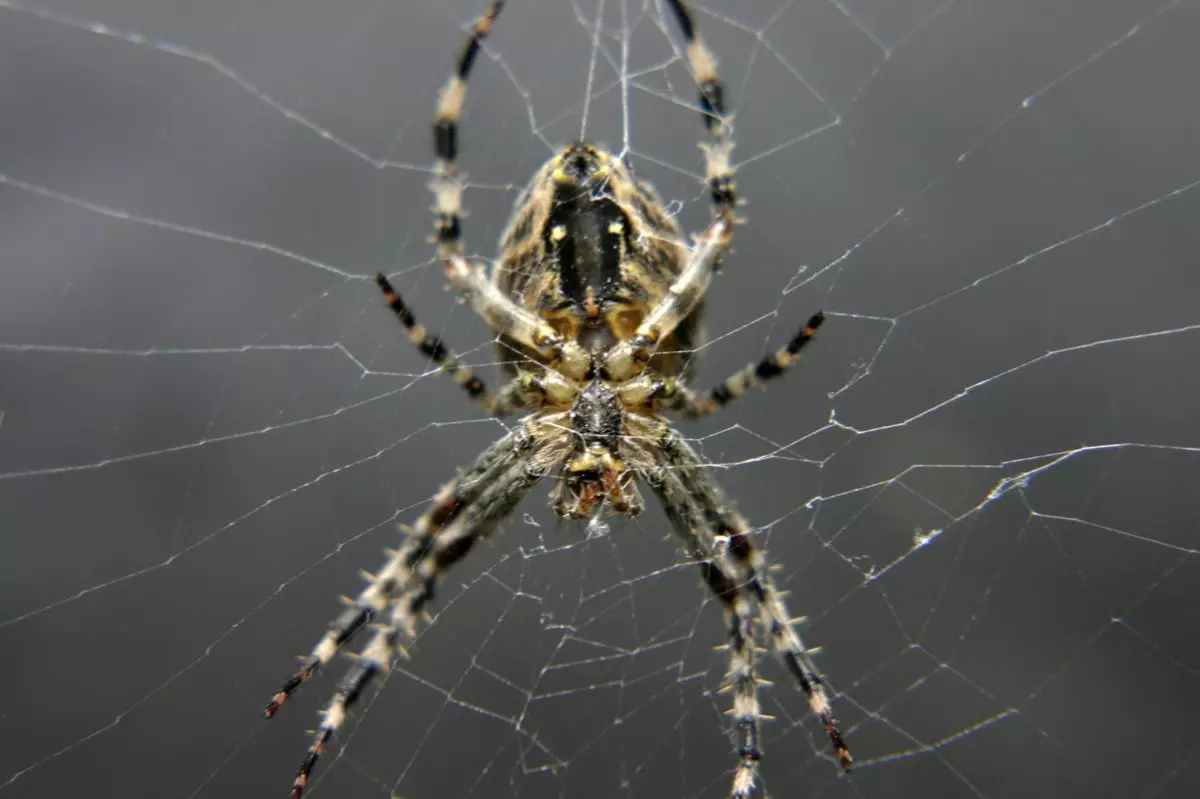 Insekter og edderkopper velger hjemme rik