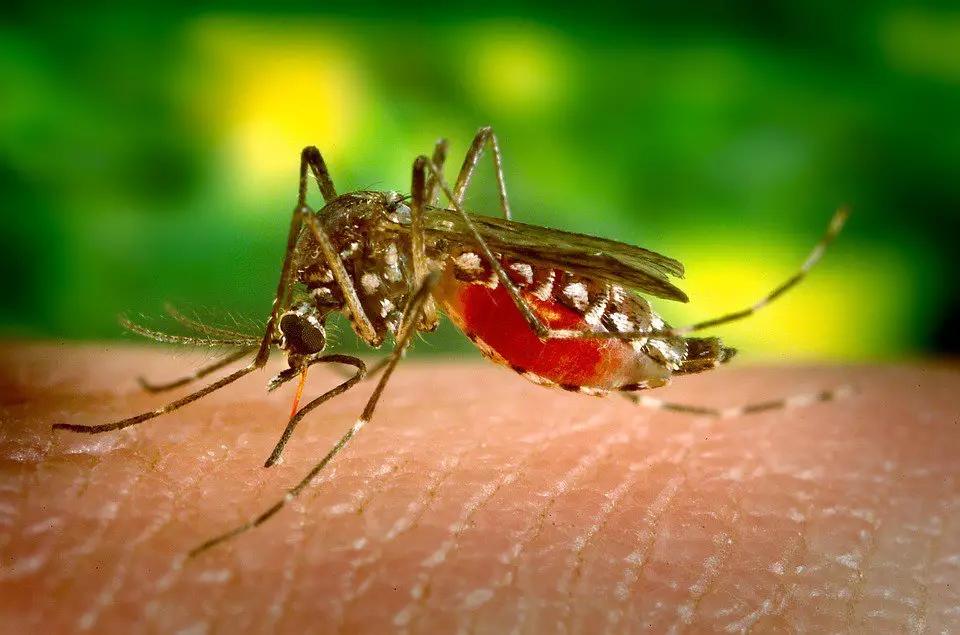 Myggene velger bevisst ofre