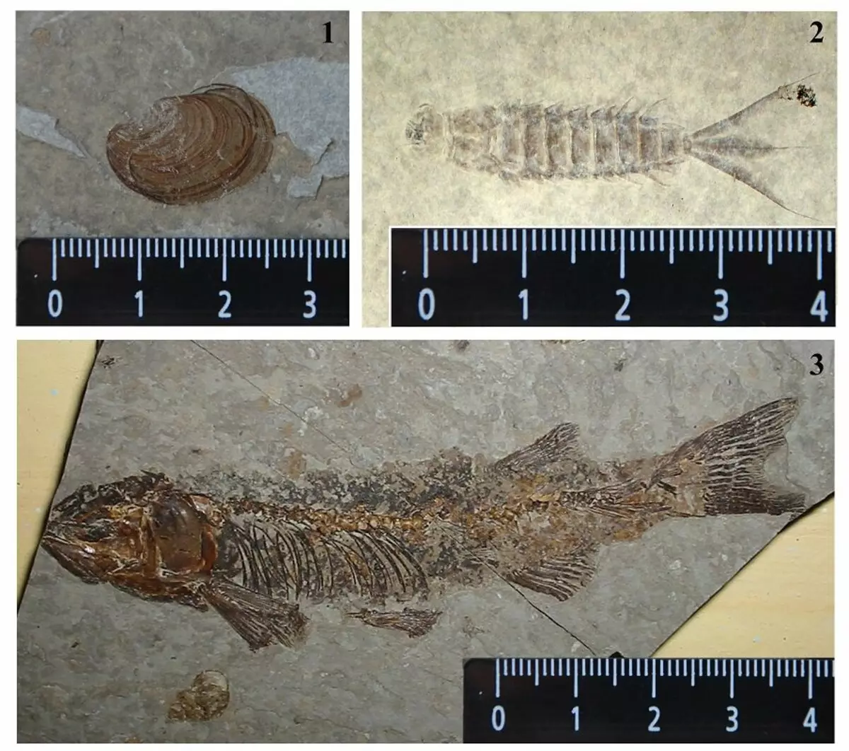 In Transbaikalia fand Fisch mit einem Alter von 150 Millionen Jahren