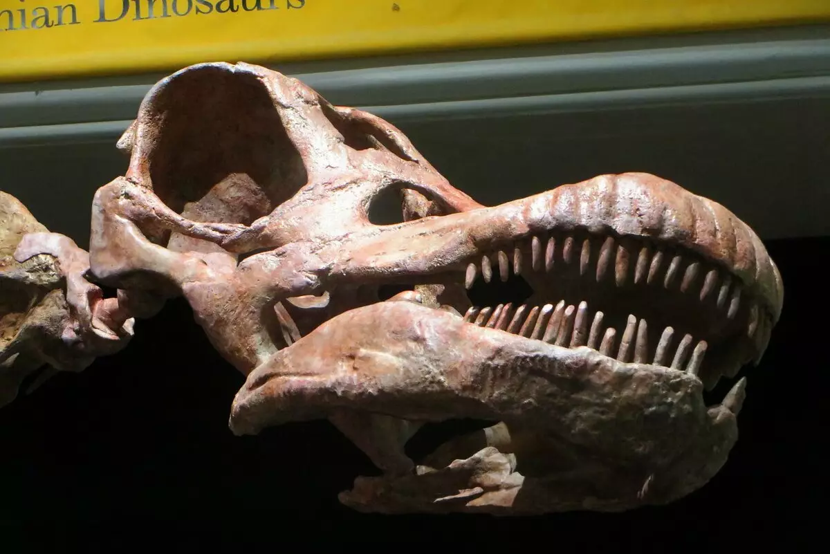 L'Argentine a trouvé les vestiges d'un dinosaure géant. Il pourrait être le plus grand animal terrestre sur terre