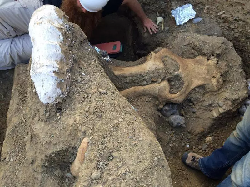 Skull mammoth nezināmas sugas, kas atrodamas amerikāņu parkā