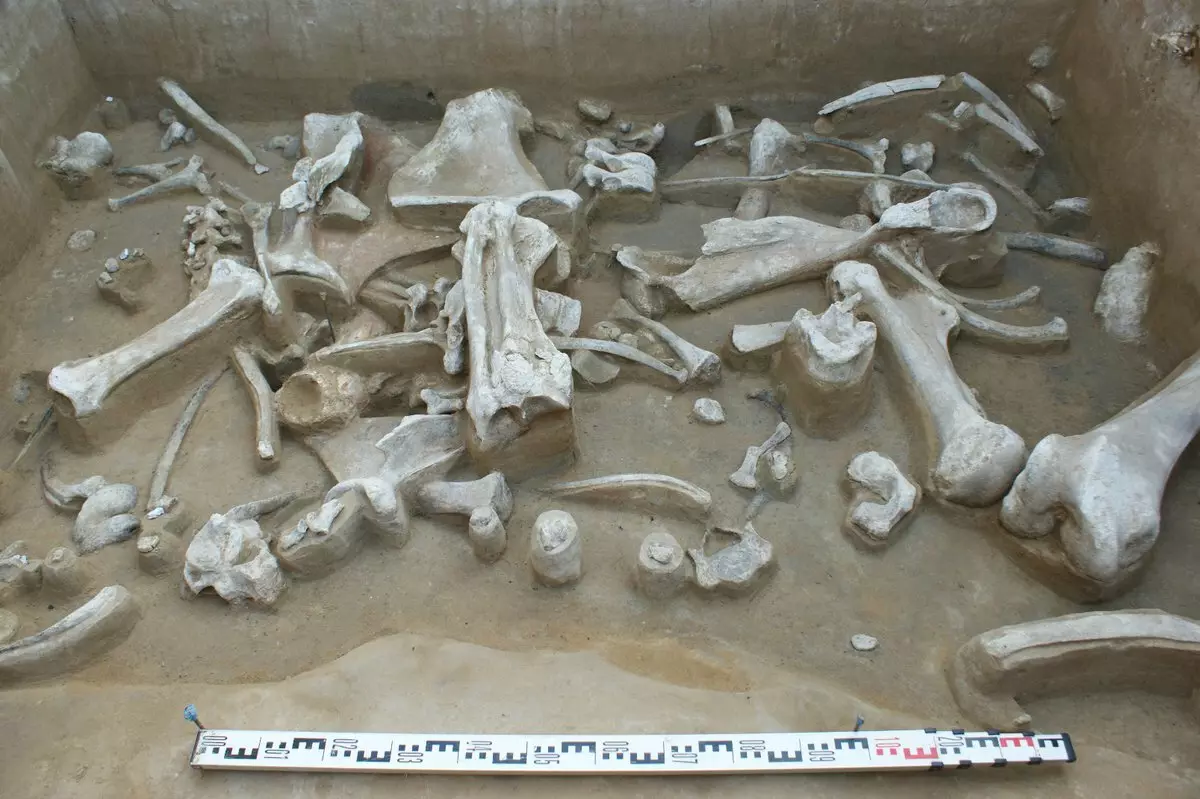 Russia found the largest mammoth cemetery