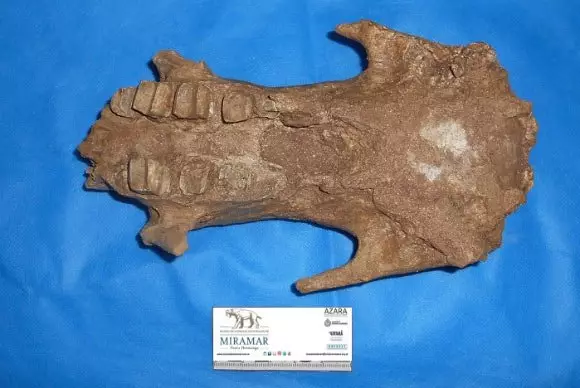 アルゼンチンにあるMegatherium americanumの頭蓋骨