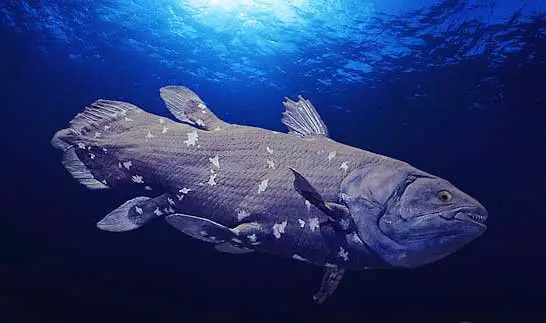 Fosil ogromne ribe po dobi od 66 milijuna slučajno je pronađen u privatnoj zbirci