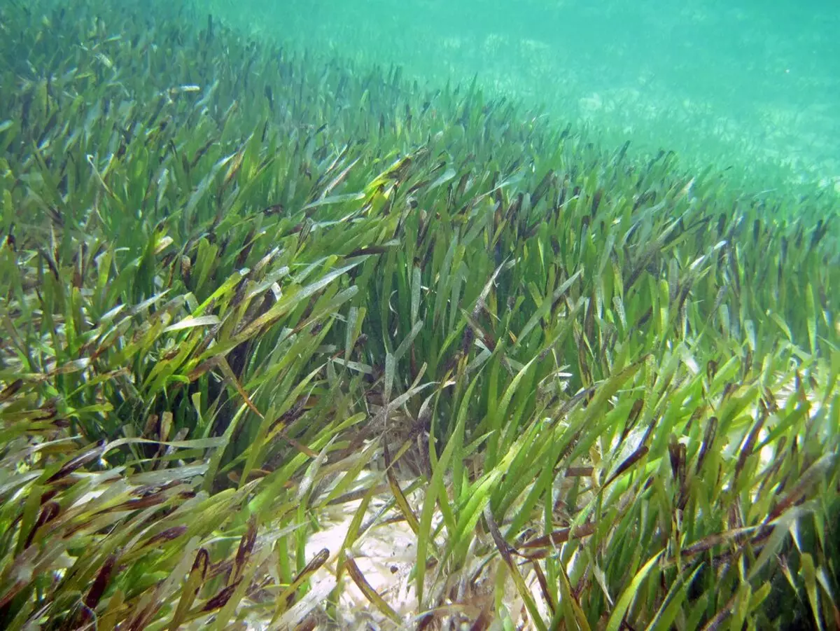 Sea "Bees" Grass Underwater