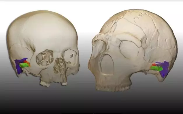 Neanderthals potrebbe percepire e riprodurre il discorso umano