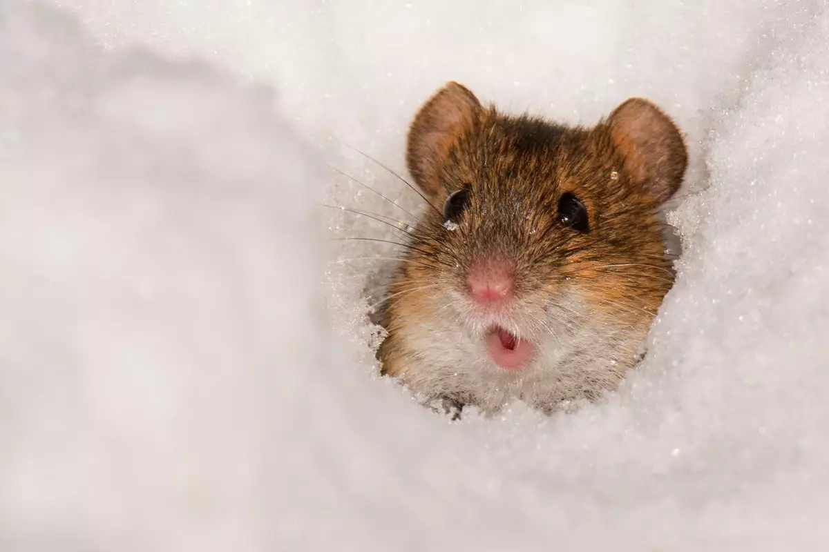 Zologs успя да обърне обичайната мишка в ожесточен хищник
