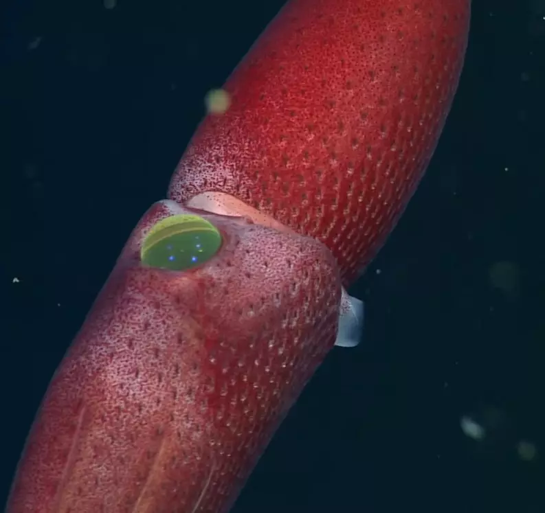 Vim li cas Strawberry squid