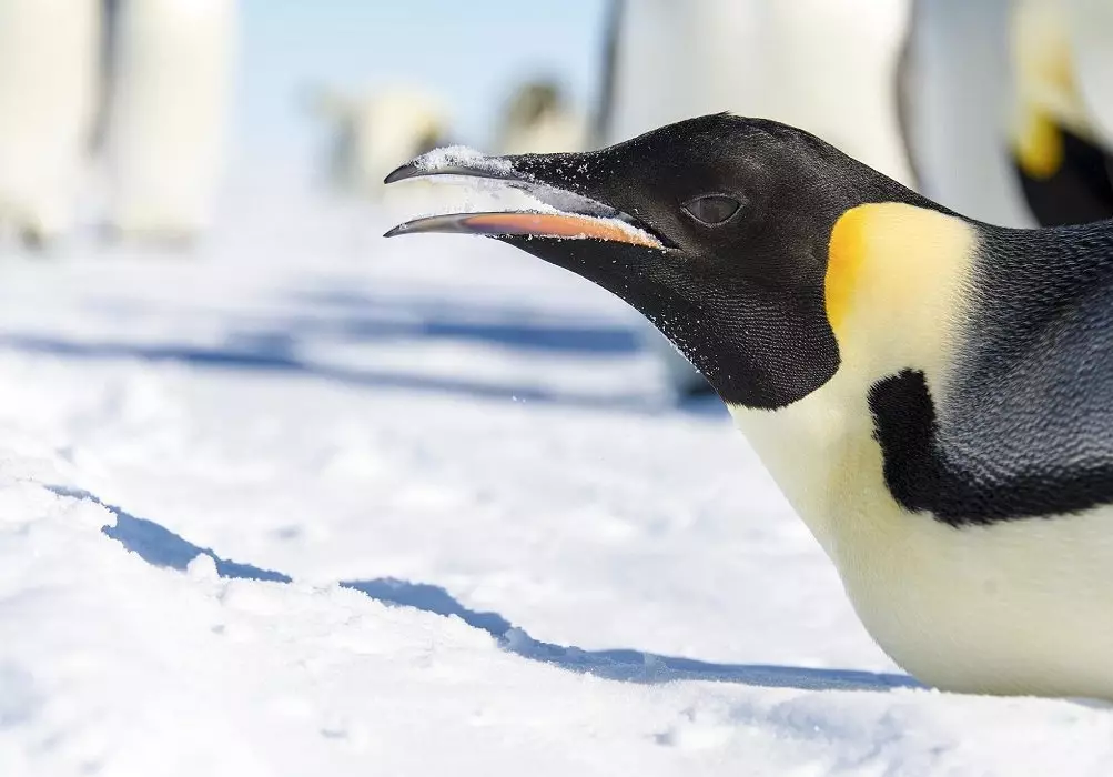 Vond de overblijfselen van gigantische fossiele pinguïn