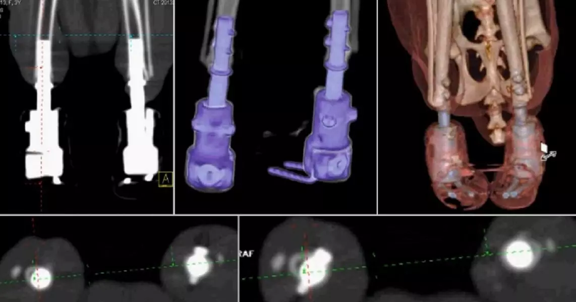 Os veterinarios e os científicos rusos crearon patas artificiais para gatos