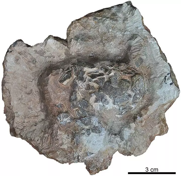 تم العثور على بيض التماسيح القديمة في عش ديناصور