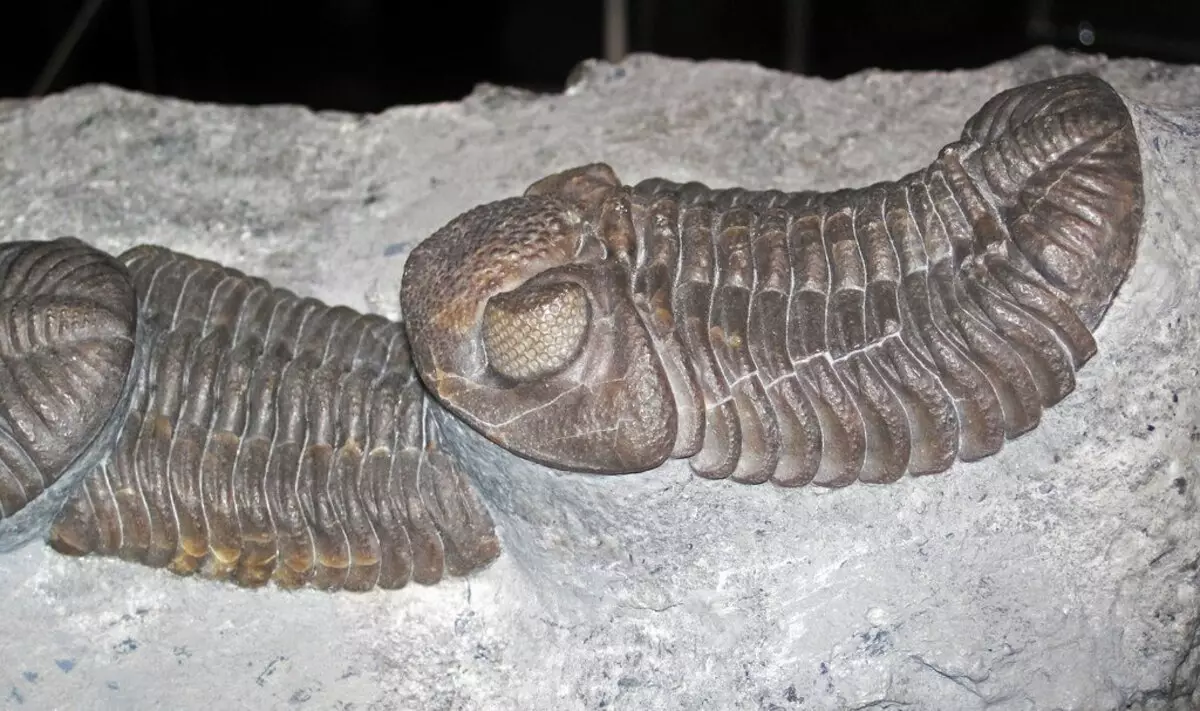 Trilobites numfashi kafafu? Ba a cire!
