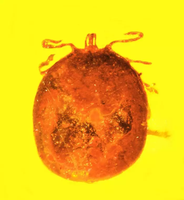 Ancient Tick fannst drukkinn smitaður af sníkjudýrum í blóði