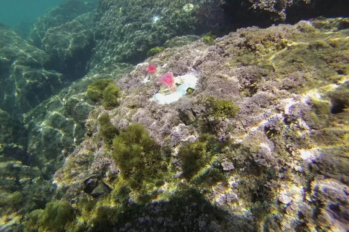 Mākslīgās aļģes aizsargās okeānu