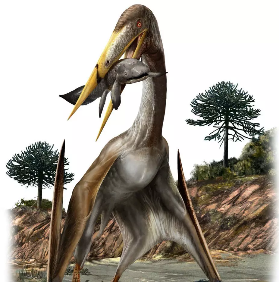 D'Hals vun e puer pterosaurov war méi wéi d'Giraff. Wéi huet se fléien?