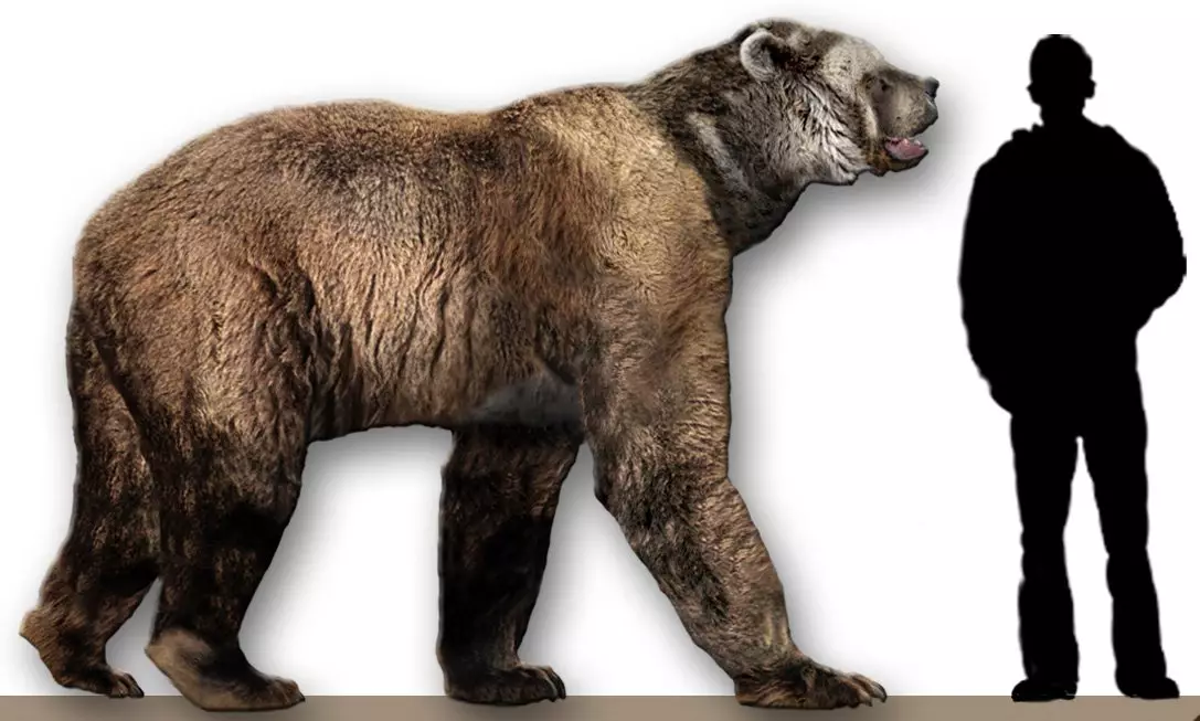 Bilim adamları, nesli tükenmiş mağara ayılarını topraktan çıkardı