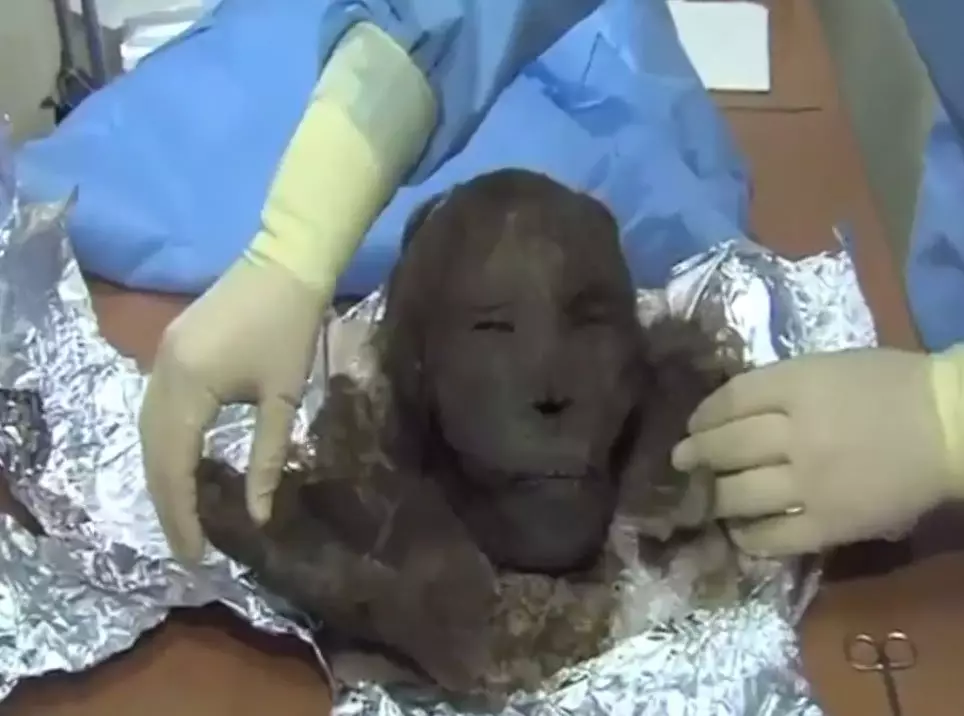 Di Yamal, mendakan mummy "kageulisan polong"