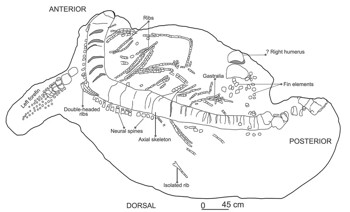 Yn India o hyd i skeleton ichthyosaur y cyfnod Jwrasig