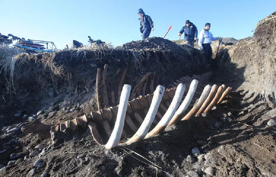 Trên các chỉ huy tìm thấy bộ xương của bò biển tuyệt chủng