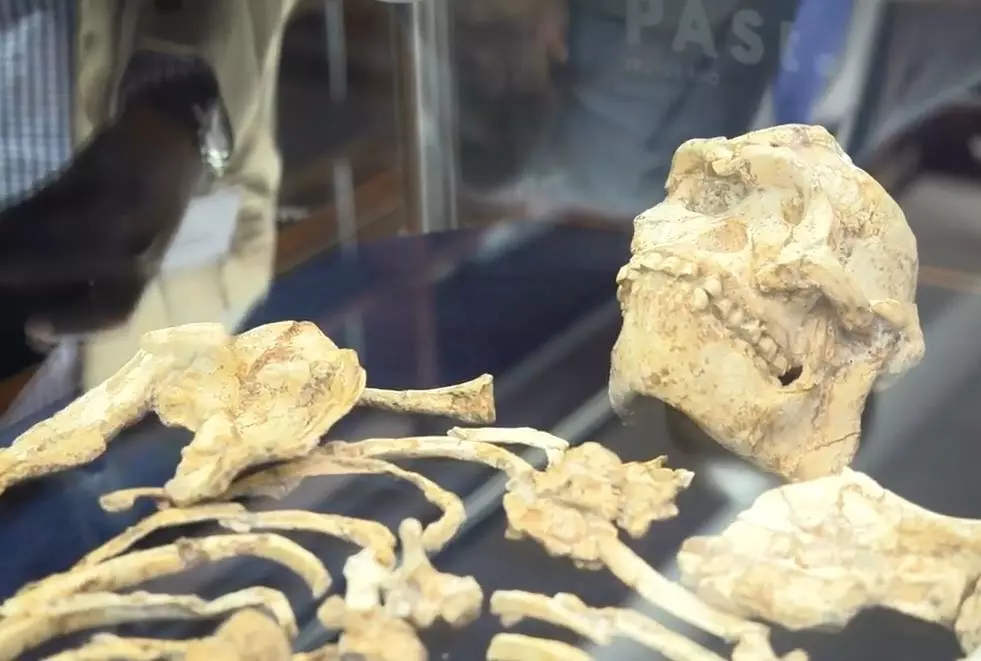 De Skelett vum eelste Vorfahren vum Mann ass versammelt: Video