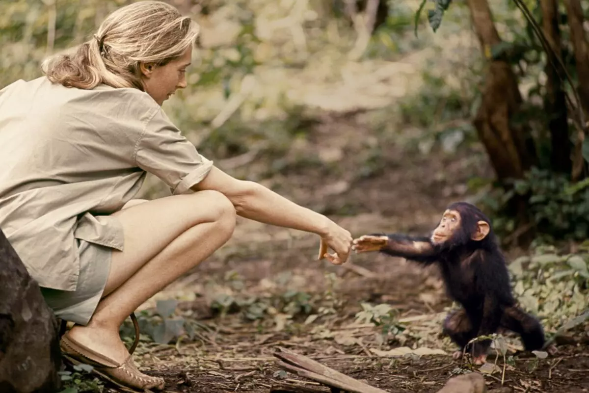 "Breathnaíonn mo scéal cosúil le sean-scéal fairy": Jane Goodwall agus a chimpanzees