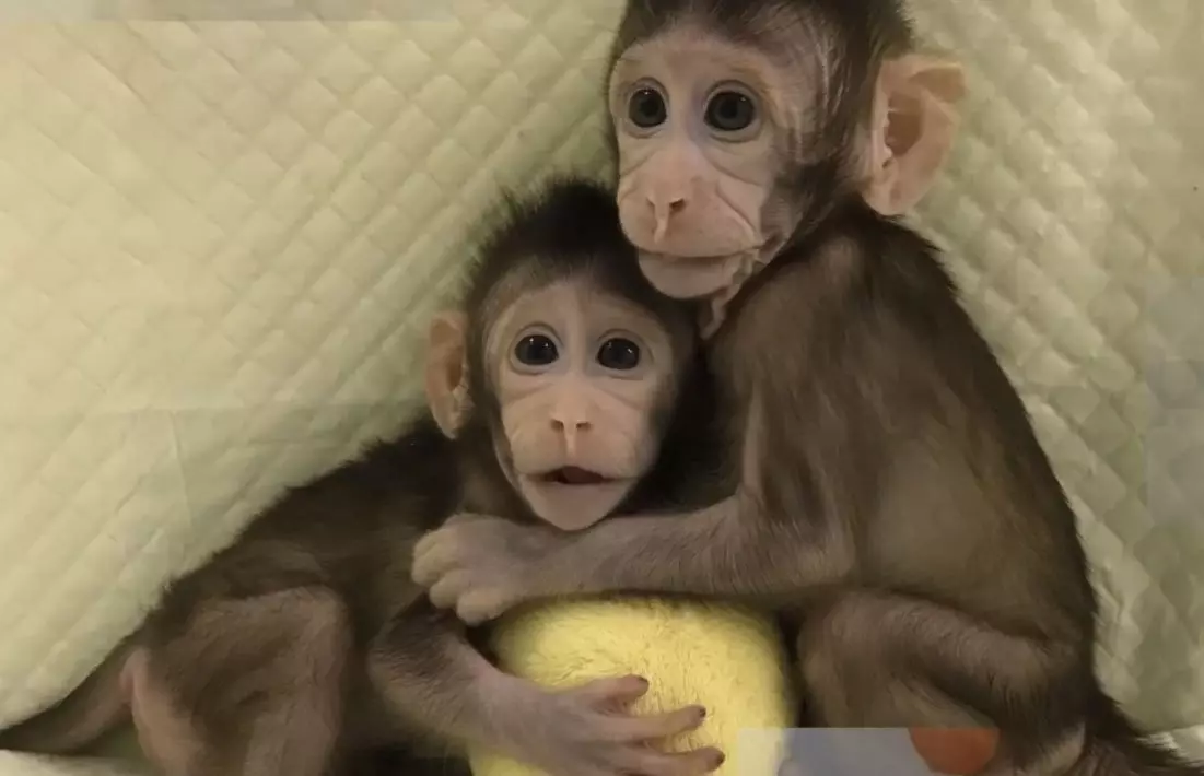 चीन में बंदरों को क्लोन किया