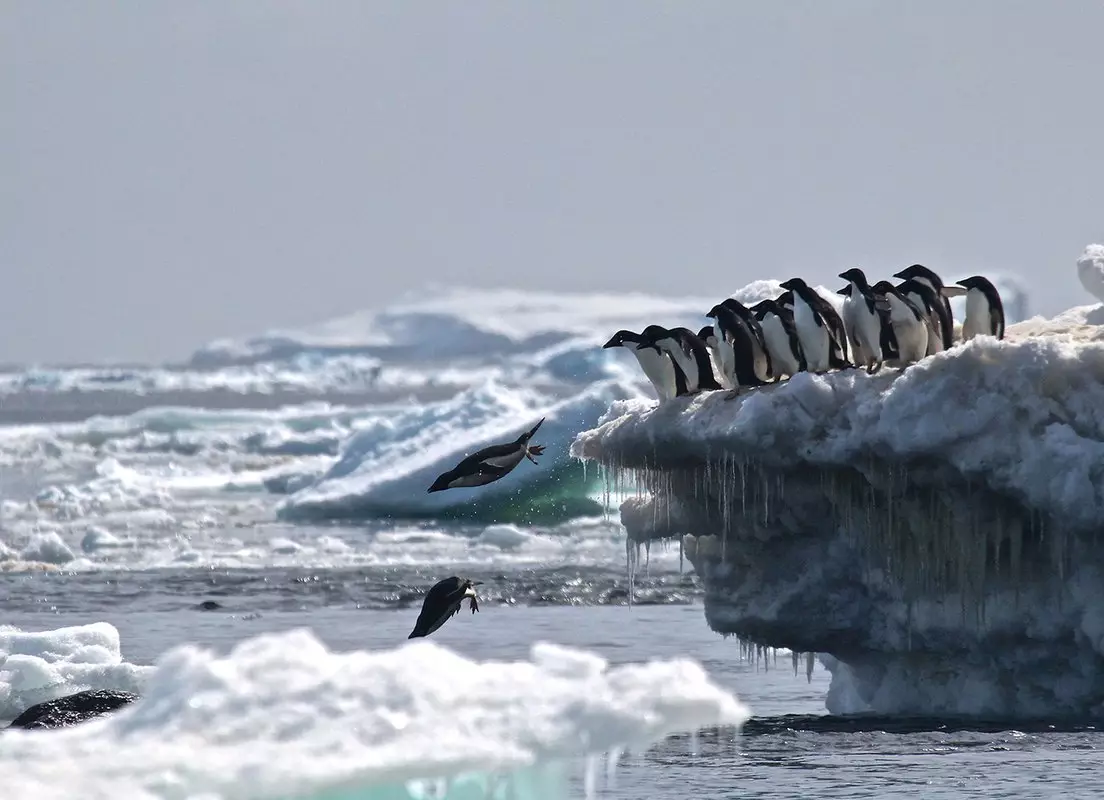 1,5 miljoen Adeli Penguin Colon ontdek in Antarktika