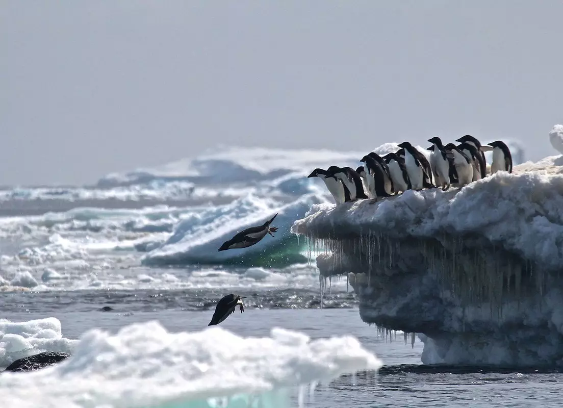 1,5 millioner Adeli Penguin Colon opdaget i Antarktis