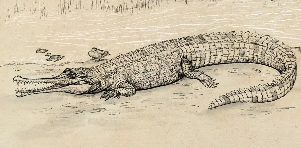 У Аустралији је пронашао највећи крокодил у историји континента