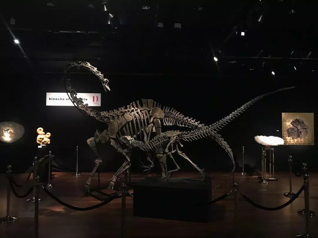 Ny skeletons amin'ny dinosaur roa dia amidy any Paris