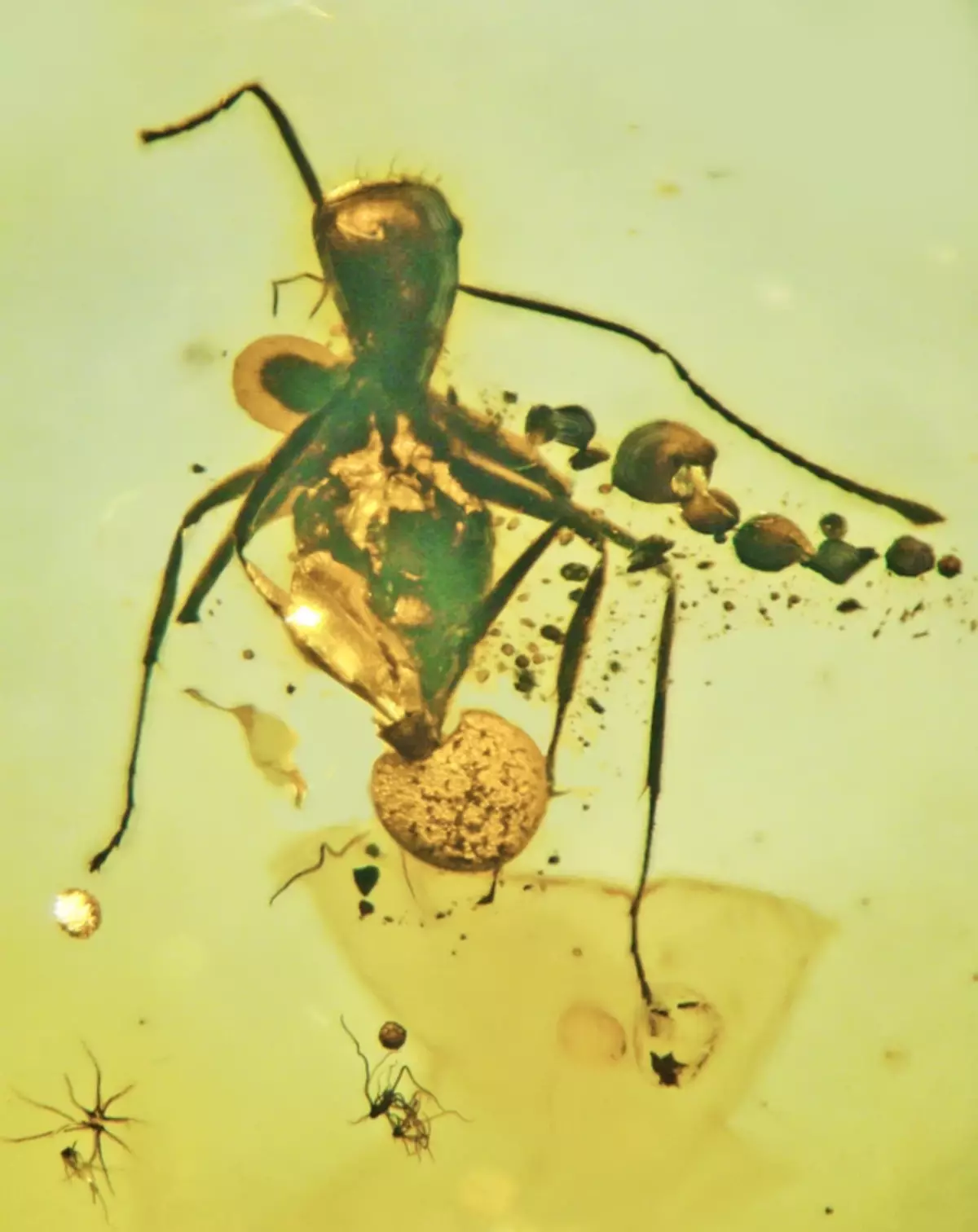 Το παλαιότερο "Ant-Zombie" που βρέθηκε στο Yantar περίπου 50 εκατομμύρια χρόνια