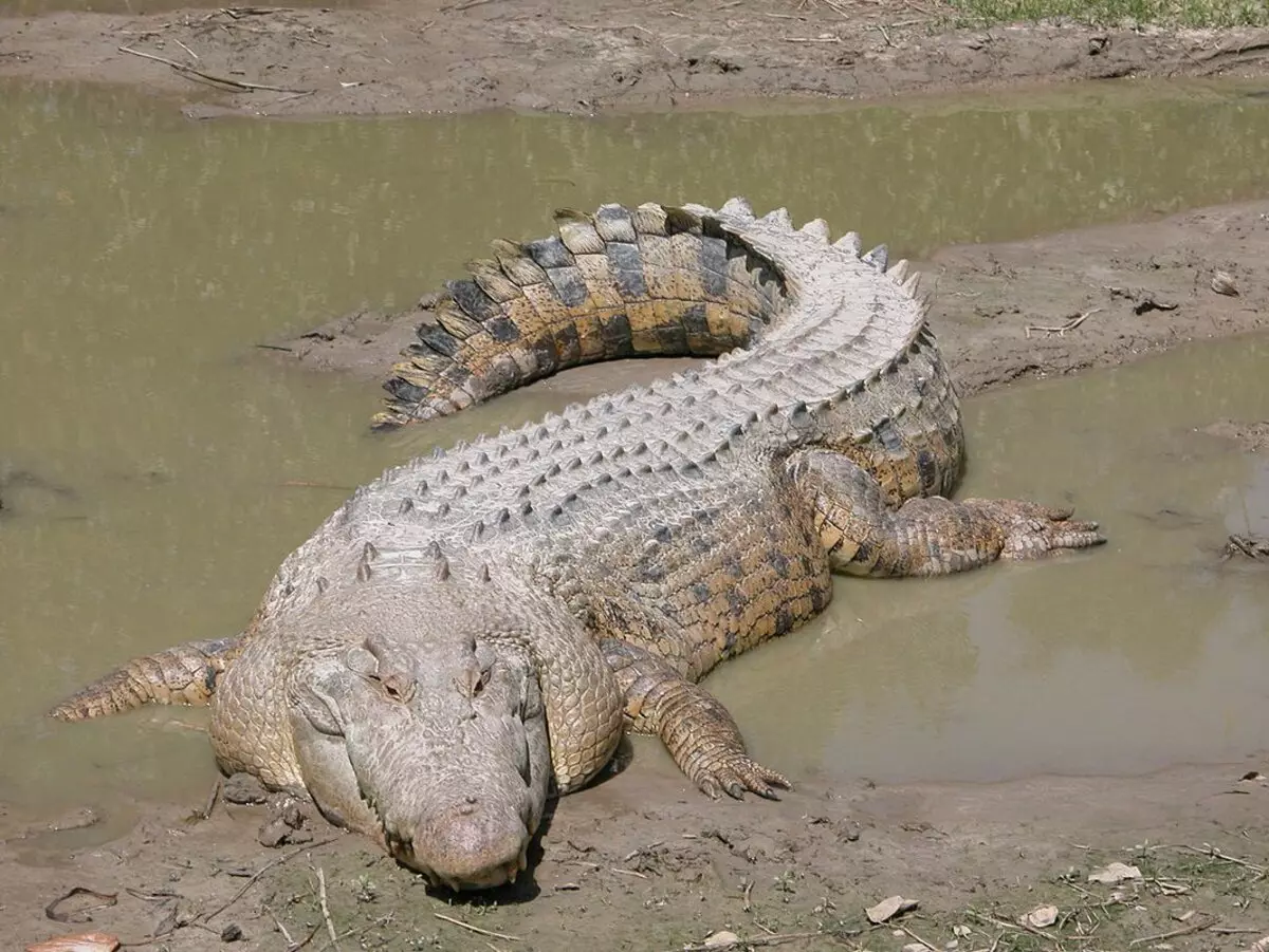 Yuav ua li cas crocodiles hnov ​​mus ua suab paj nruag