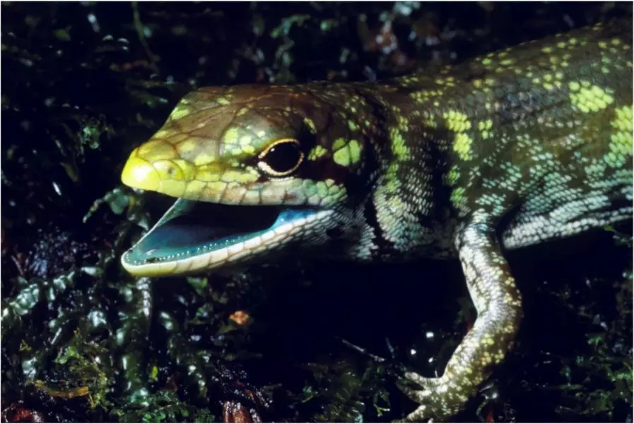 Lizard rohelise verega: Mis on tema saladus?