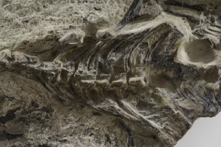 Splošni prednik o kuščarjih in kačah se je izkazal za 75 milijonov let!