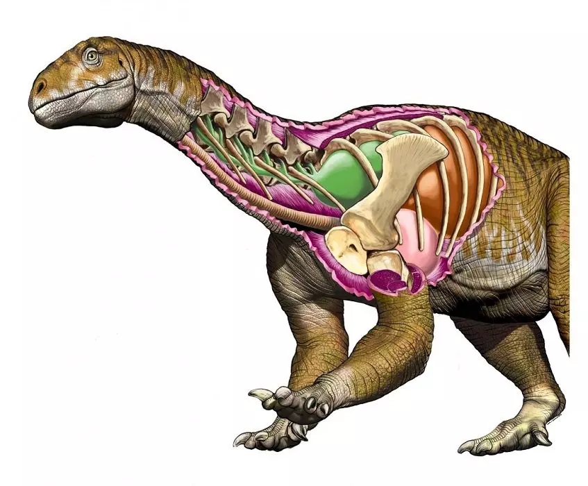 'N nuwe soort van groot dinosourusse is geopen