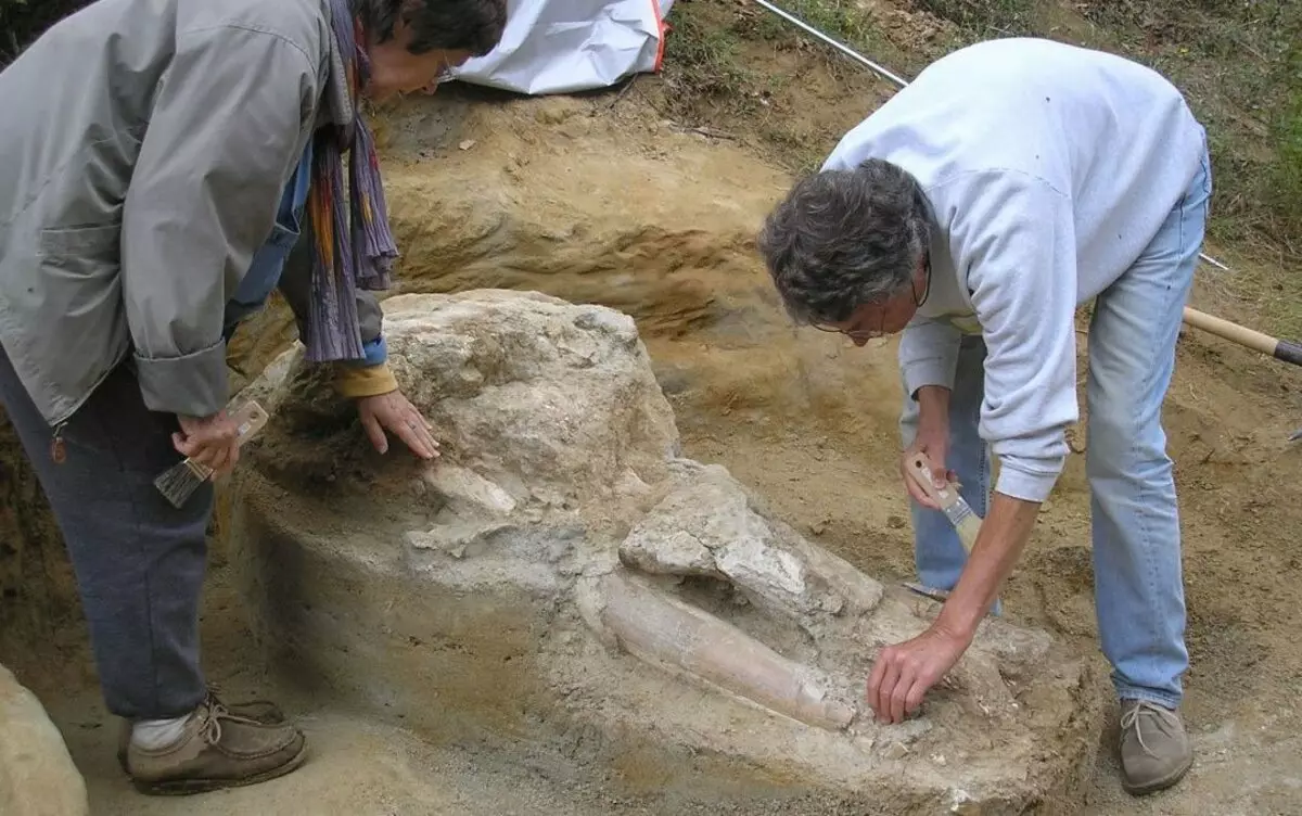 ফরাসি কৃষক পিরেনে Mastodont একটি মাথার খুলি লুকিয়ে