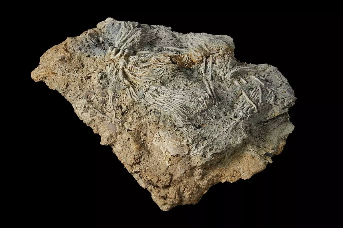 Unformatiaineet paleontologit sitoutuivat upeaan löytöön