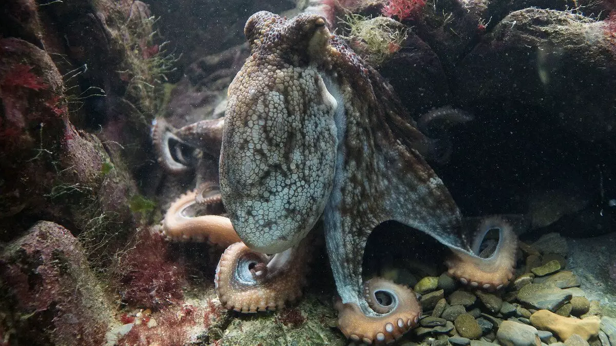 Octopuses hauv ecstasy: kev sim tshawb fawb zoo heev