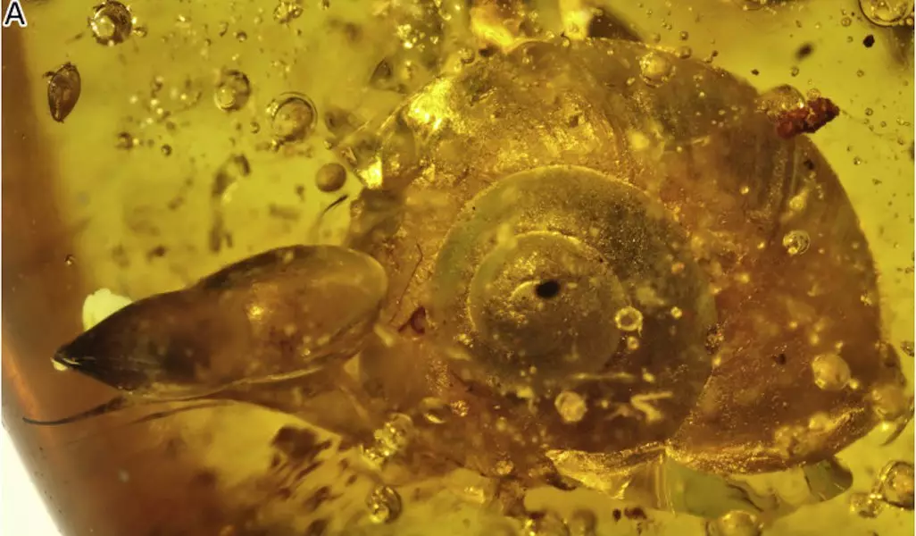 Старэй тыраназаўра: у бурштыне знайшлі слімака узростам 99 млн гадоў!