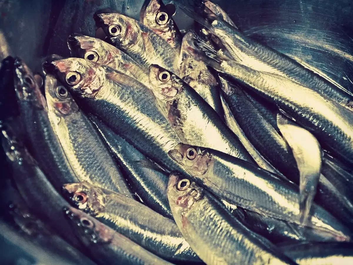 Martwe ryby będą paliwem do liniowców wycieczkowych