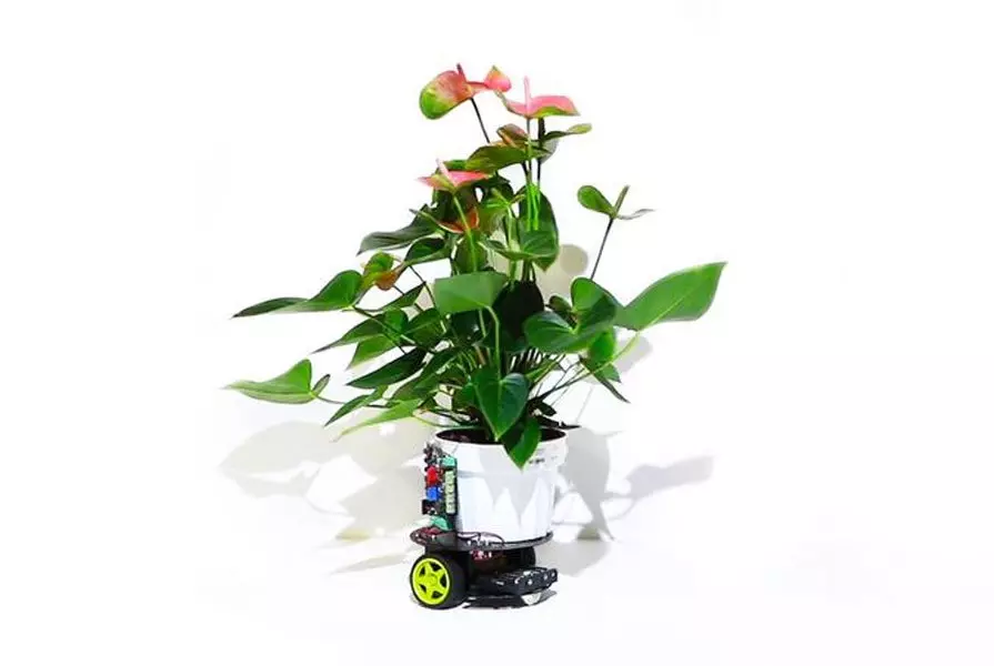 Растението Cyborg се премества на светлината: видео