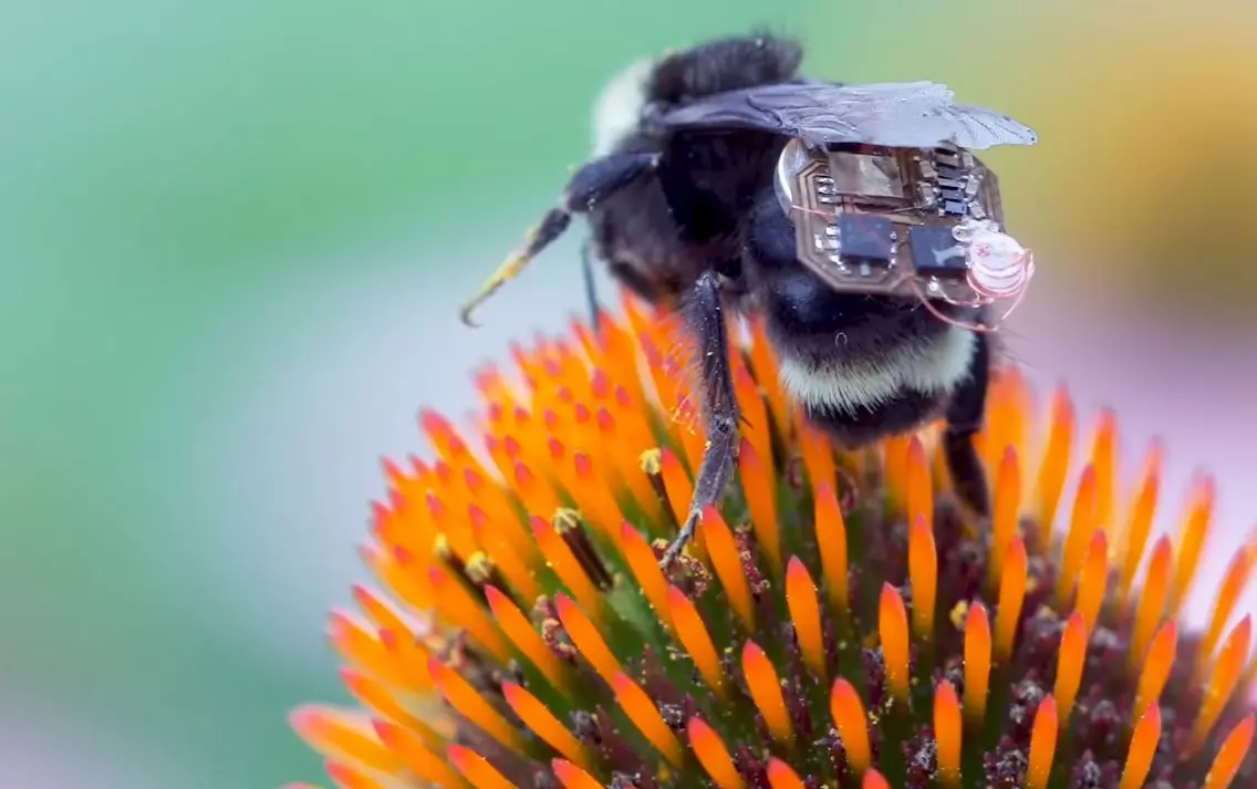 რატომ მეცნიერები დააყენა snippled bumblebees
