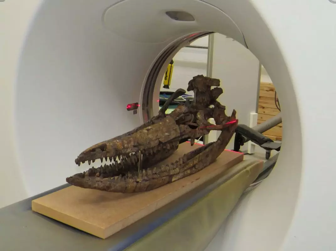 Schädel Ichthyopusago Alter 200 Millionen ist in 3D neu erstellt