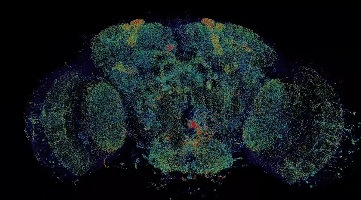 Co v čele Drosophila: video podrobné nanostruktury mozku