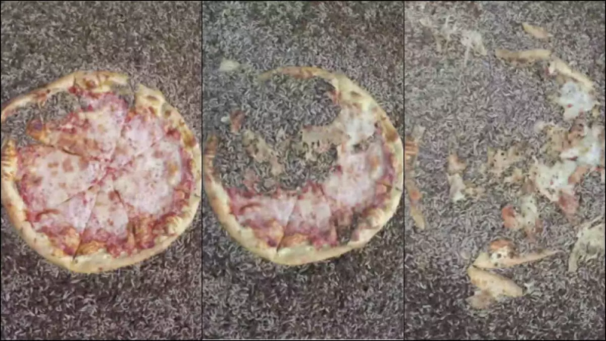 Wetenschappers voeden de larvenpizza: video