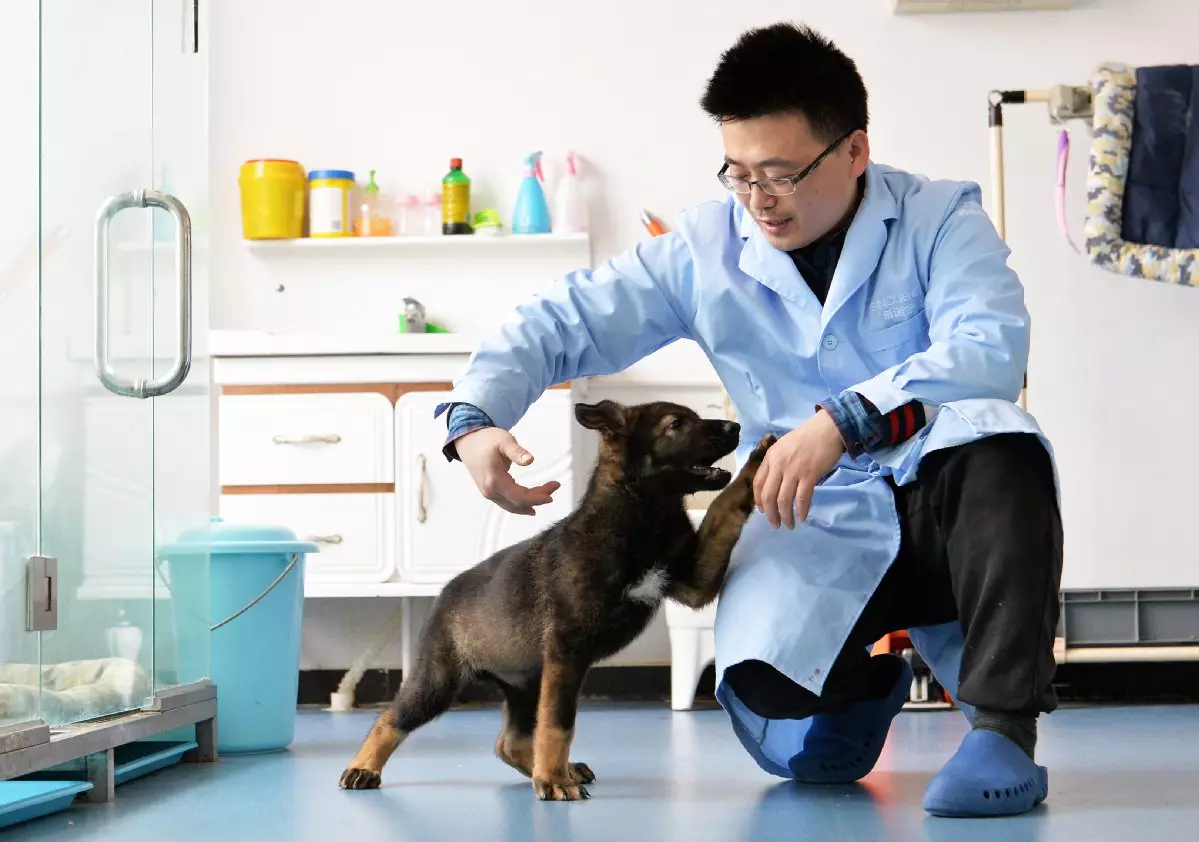 Na Kitajskem je bil najboljši policijski pes kloniran: fotografija in video