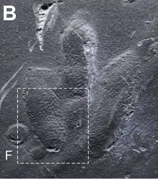 Malament, si esborrar: Trobat el camí més distintiva dels dinosaures