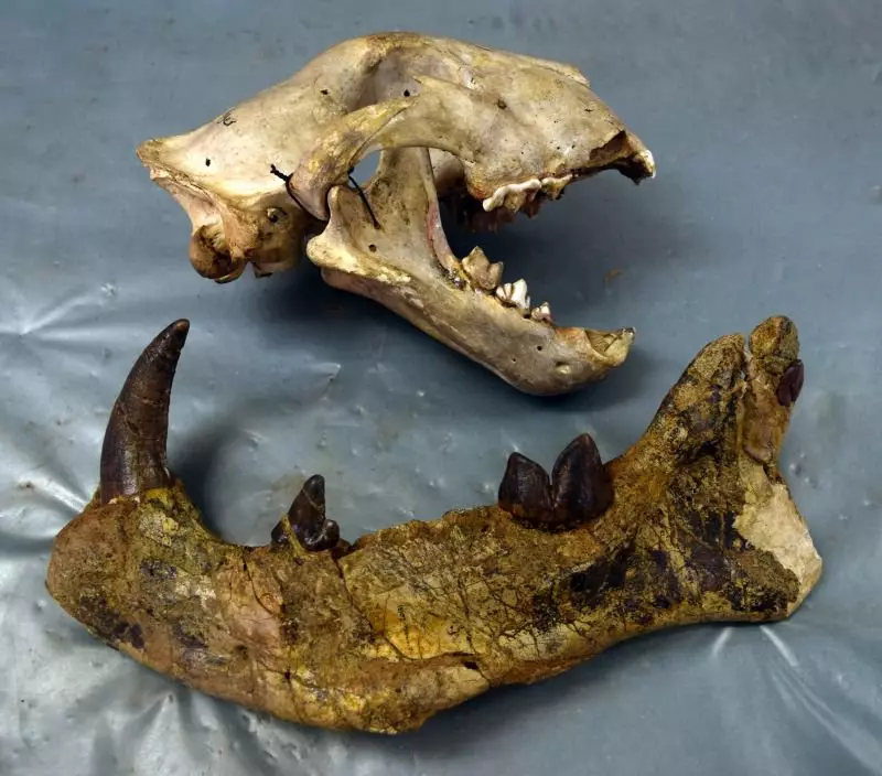 Tubes Shchelk: mendeteksi sisa-sisa jenis baru predator kuno
