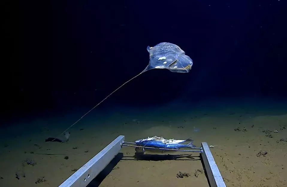 Increíble "globo" desde el fondo del océano: video