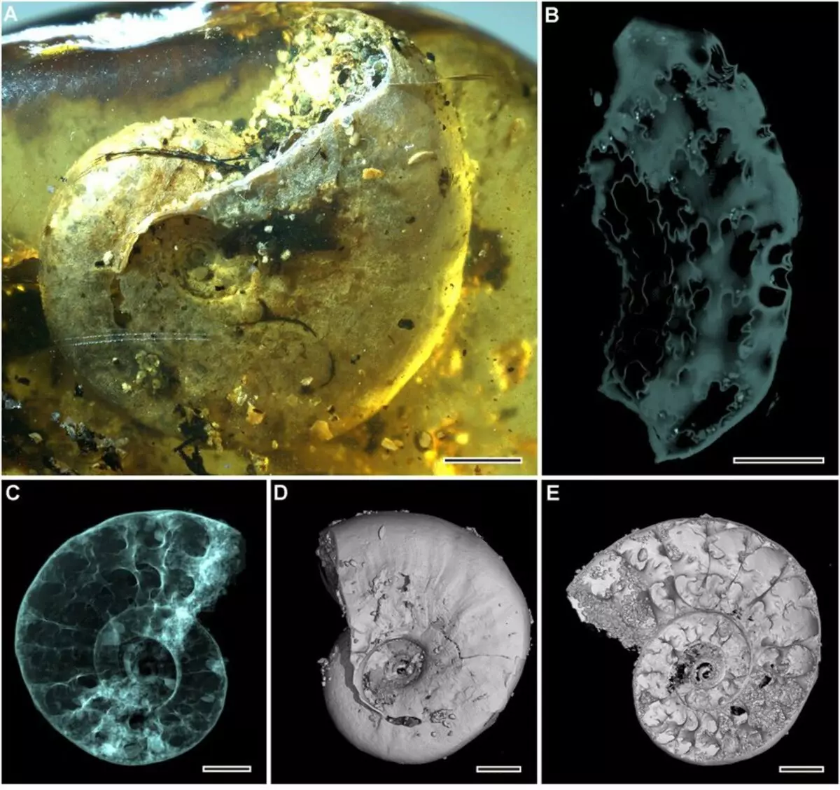 Prisonnier inattendu de pièges ambrés: dans une goutte de résine pour la première fois ammonite